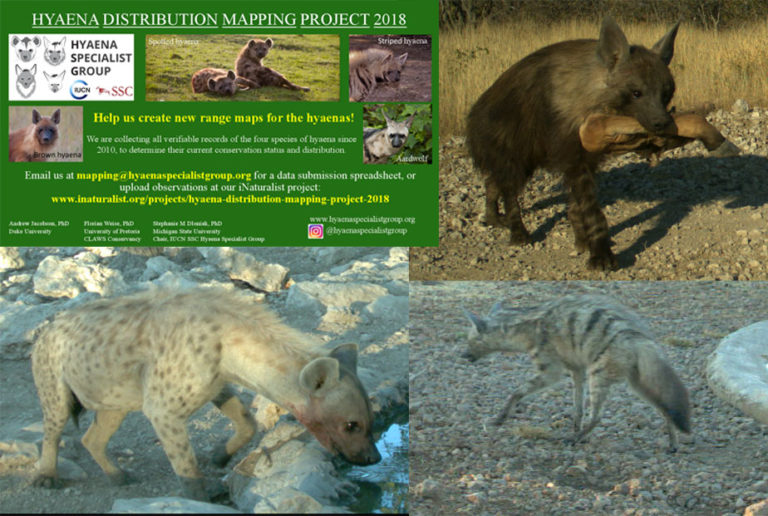 Hyena Distribution Mapping Project - Ongava Research Centre