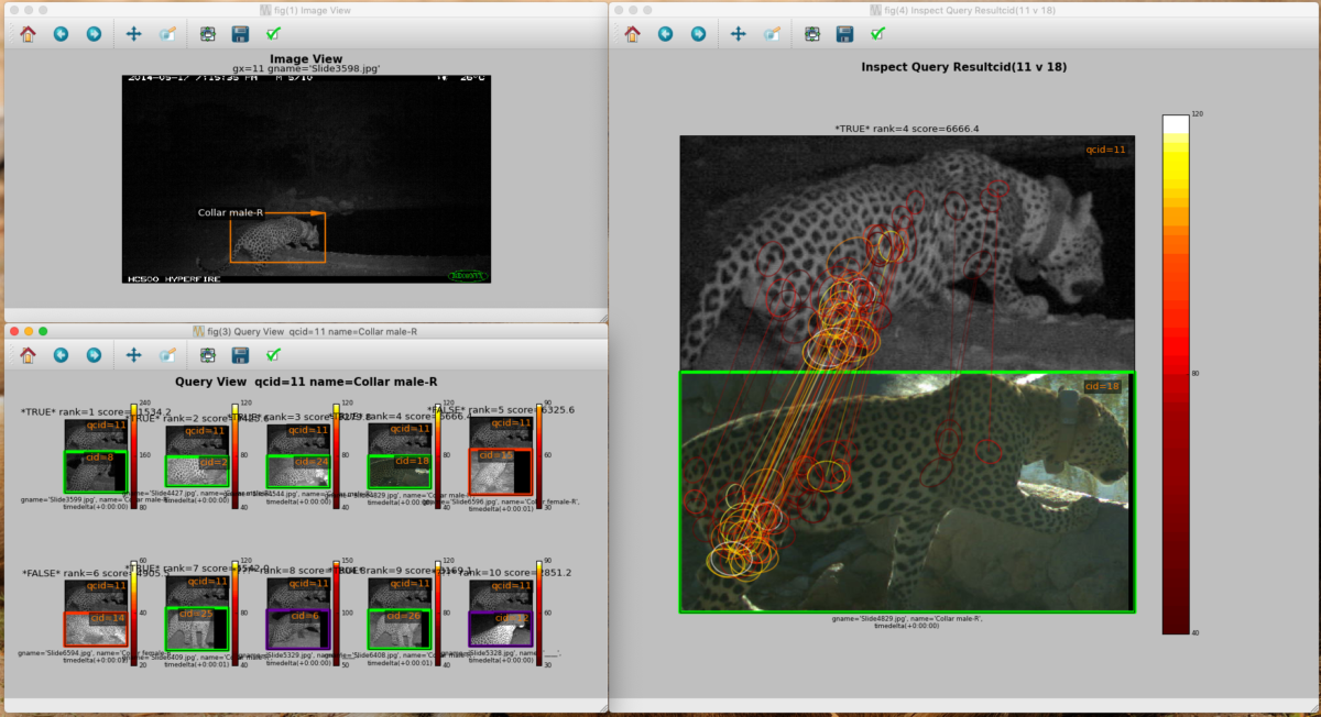 Automated recognition software to identify leopards | ORC