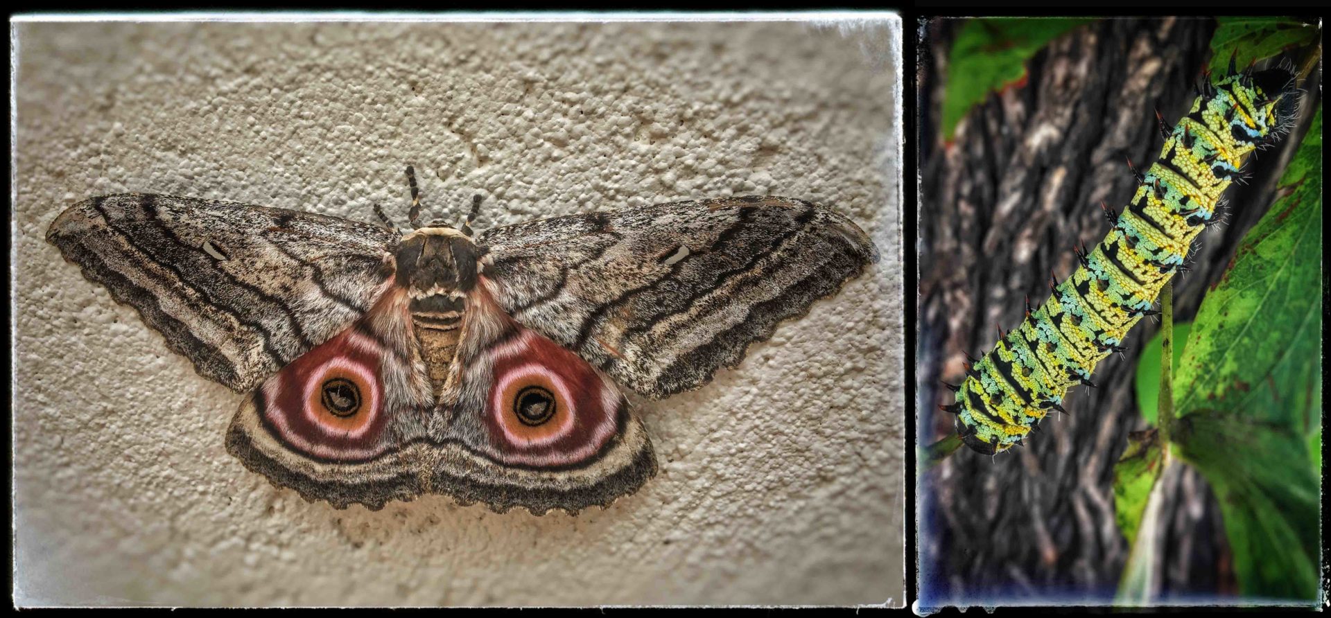 Xmas presents: the Emperor Moth & the Mopane Worm | ORC