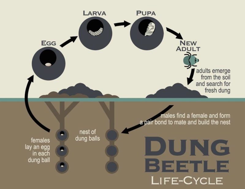 Life & death on a roll: dung beetles and honey badgers | ORC